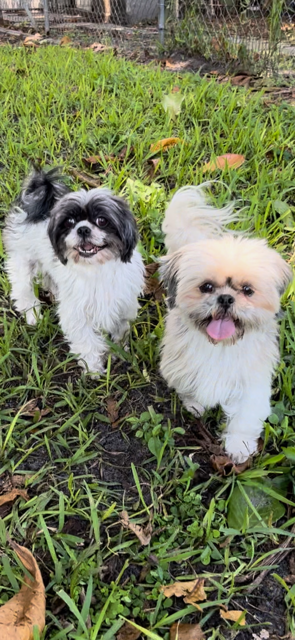 Dog for Adoption - Trinka & Celeste, a Shih Tzu in Hillsboro Beach, FL ...