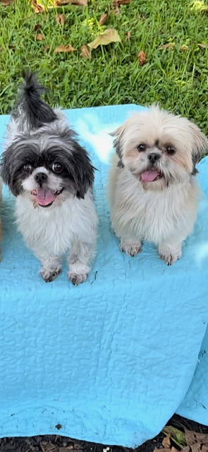 Dog for Adoption - Trinka & Celeste, a Shih Tzu in Hillsboro Beach, FL ...