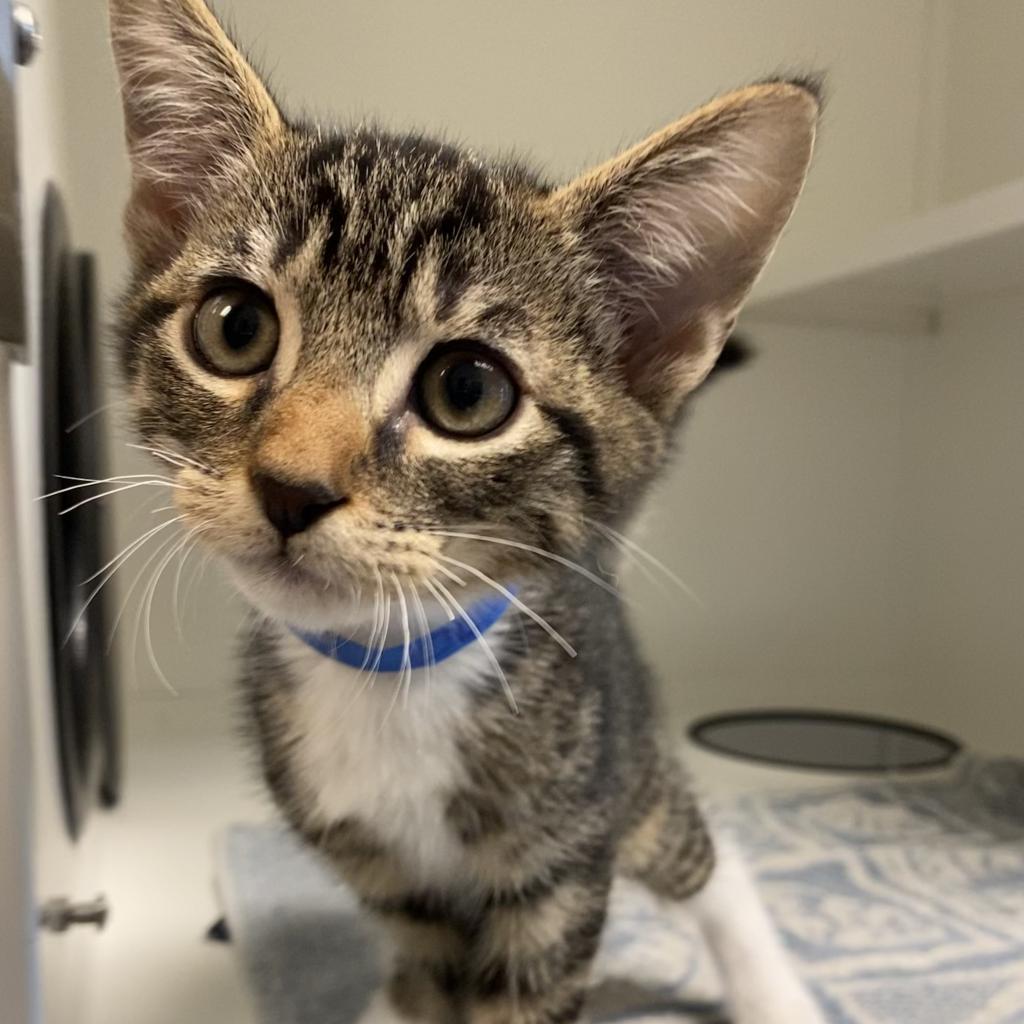 Cats for Adoption in Lower Lake, California | Alpha Paw
