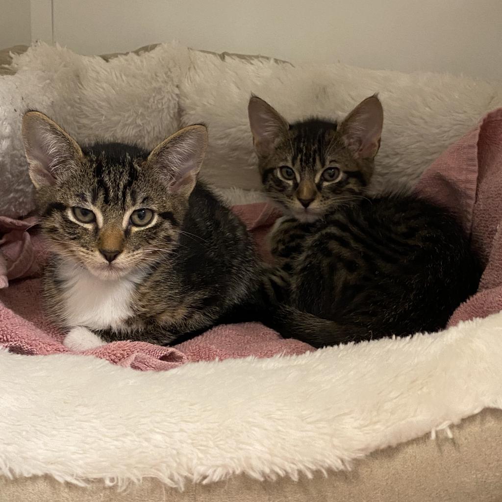 Cats for Adoption in Lower Lake, California | Alpha Paw