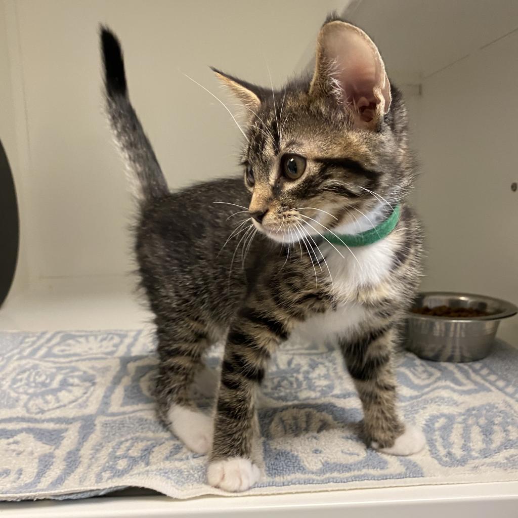 Cats for Adoption in Lower Lake, California | Alpha Paw