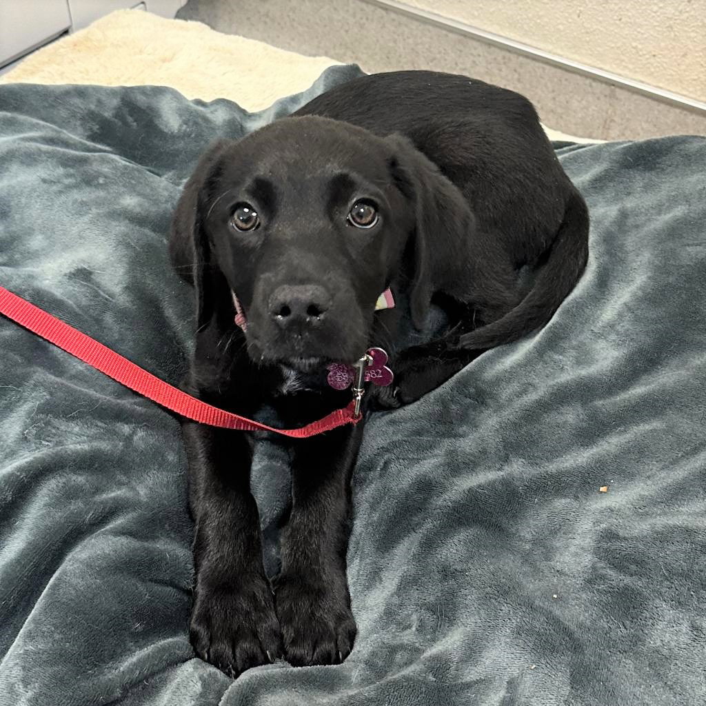 Dog for Adoption - Pixie, a Labrador Retriever in Rohnert Park, CA ...