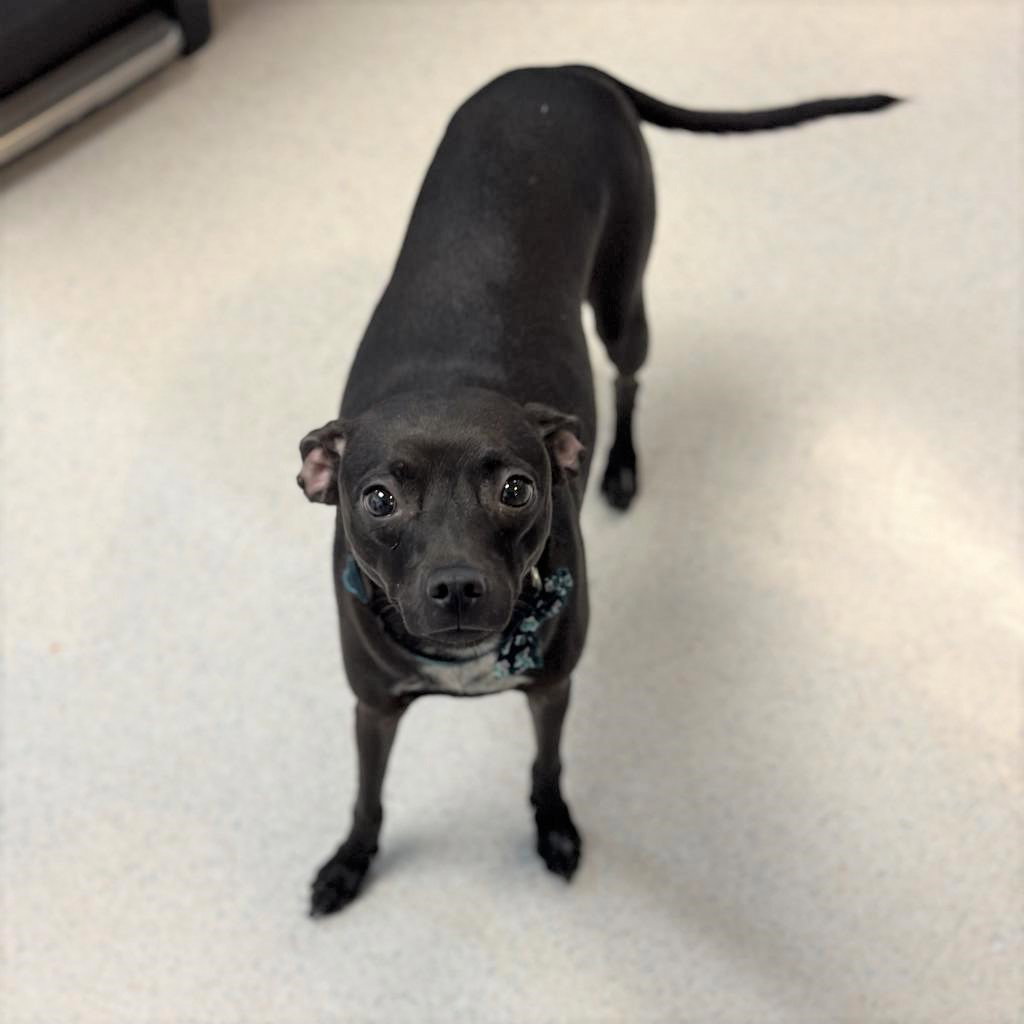 Dog for Adoption - Munchkin, a Chihuahua in Kenwood, CA | Alpha Paw