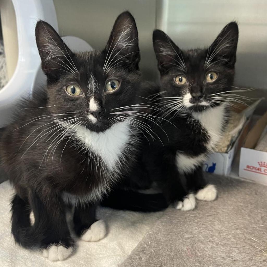 Cats for Adoption in Fairfield, California | Alpha Paw