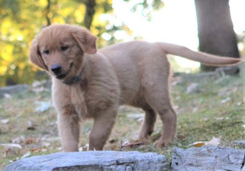 Dog for Adoption - Rusty, a Golden Retriever in Hartford, CT | Alpha Paw