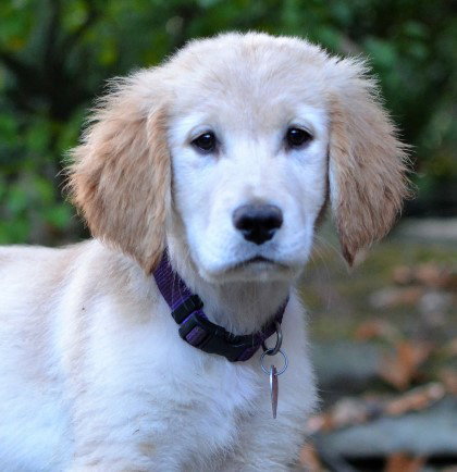 Dog for Adoption - Mandy, a Golden Retriever in Shrewsbury, MA | Alpha Paw
