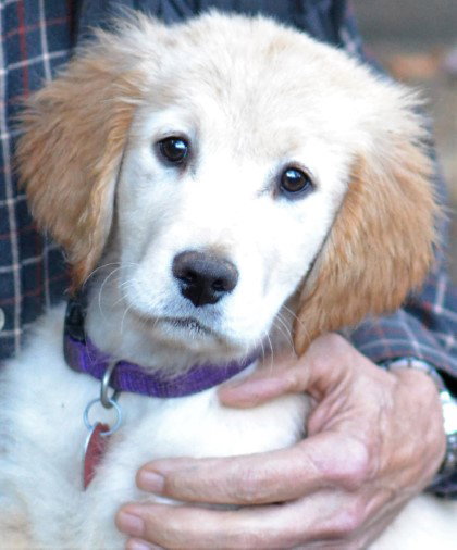 Dog for Adoption - Mandy, a Golden Retriever in Shrewsbury, MA | Alpha Paw