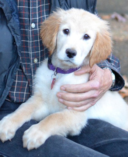Dog for Adoption - Mandy, a Golden Retriever in Shrewsbury, MA | Alpha Paw