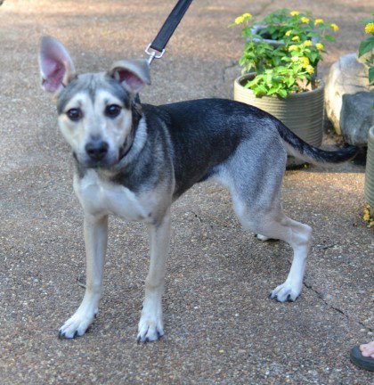 Dog for Adoption - Woody, a Husky in Spencer, MA | Alpha Paw
