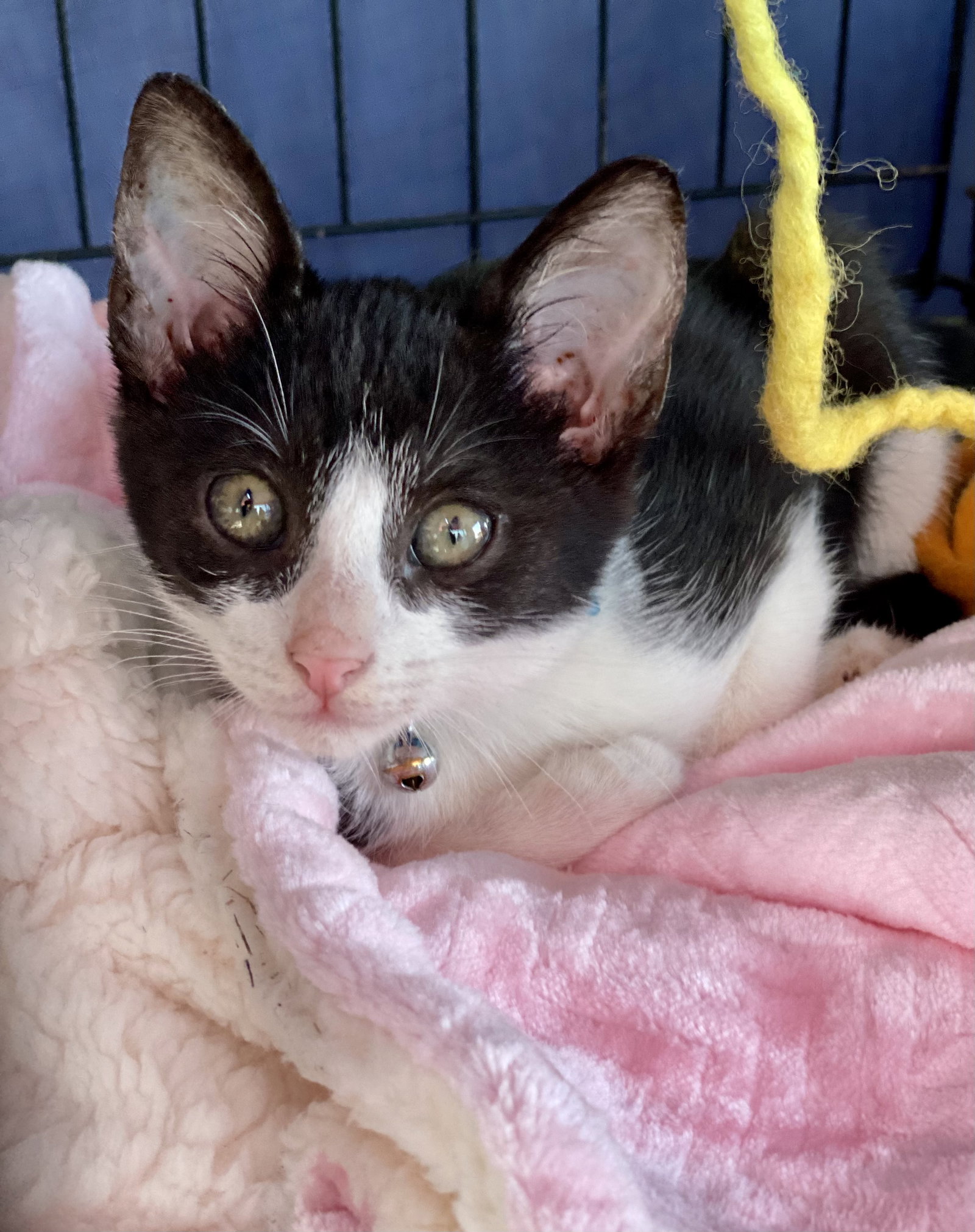 Cats for Adoption in Home Gardens, California | Alpha Paw