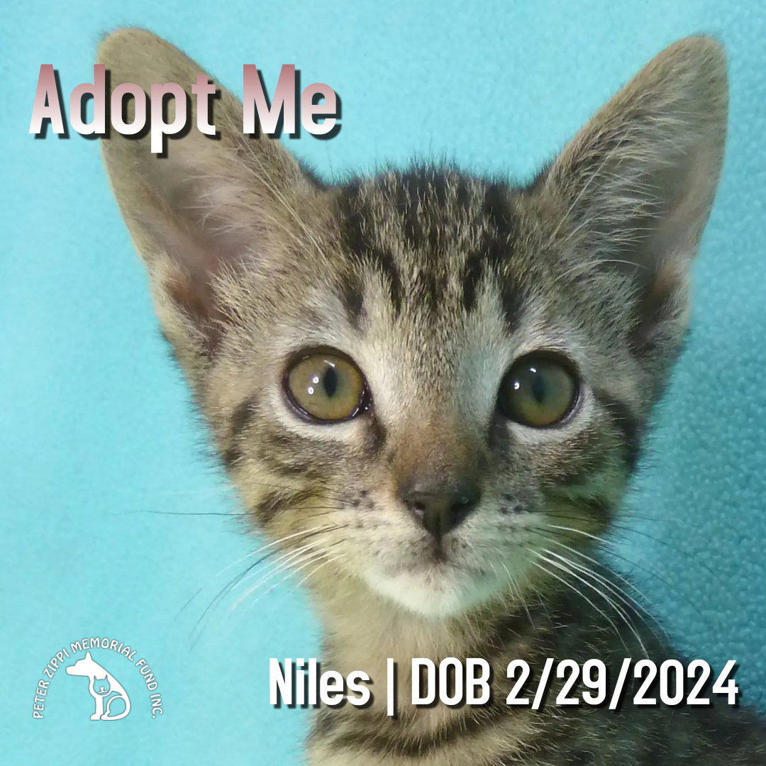 Cats for Adoption in Simi Valley, California | Alpha Paw
