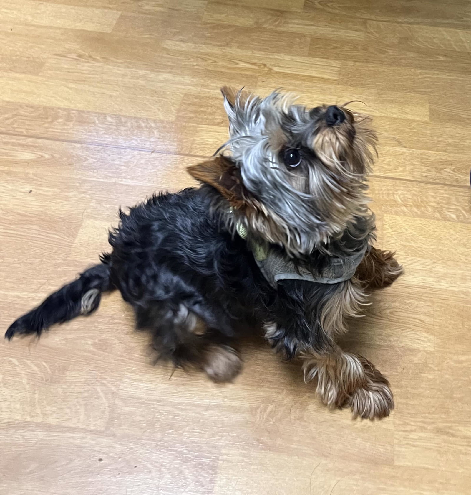 Dog for Adoption - Chase, a Yorkshire Terrier Yorkie in Winston Salem ...