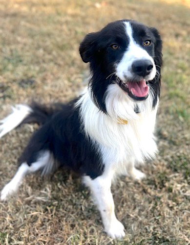 Dog for Adoption - Benny, a Border Collie in North Wilkesboro, NC ...