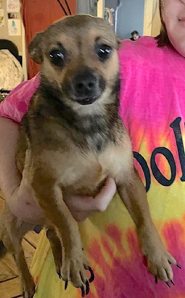 Dog For Adoption Squeaky A Chihuahua In Wilkes County NC Alpha Paw Dog For Adoption Squeaky A Chihuahua In Wilkes County NC Alpha Paw