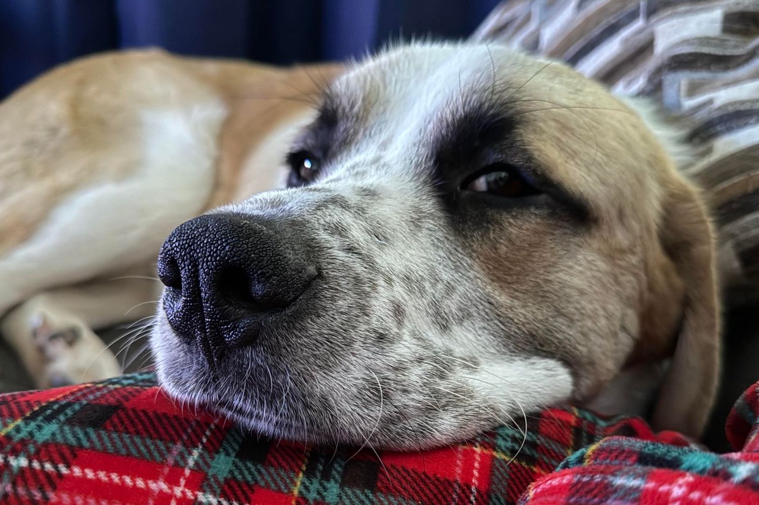 Dog for Adoption - James, a Anatolian Shepherd in Summerfield, NC ...