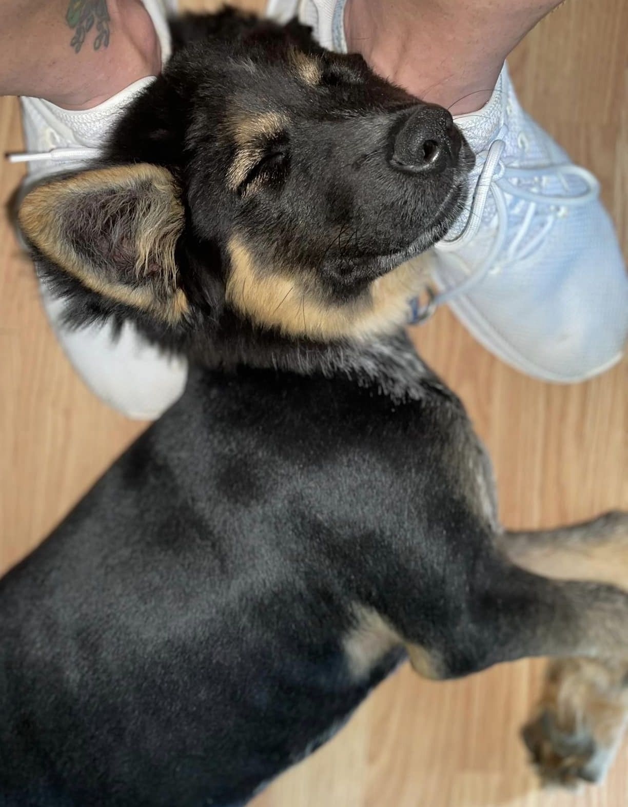 Dog for Adoption - Odin Gray, a German Shepherd Dog in Kernersville, NC ... Dog for Adoption - Odin Gray, a German Shepherd Dog in Kernersville, NC ...