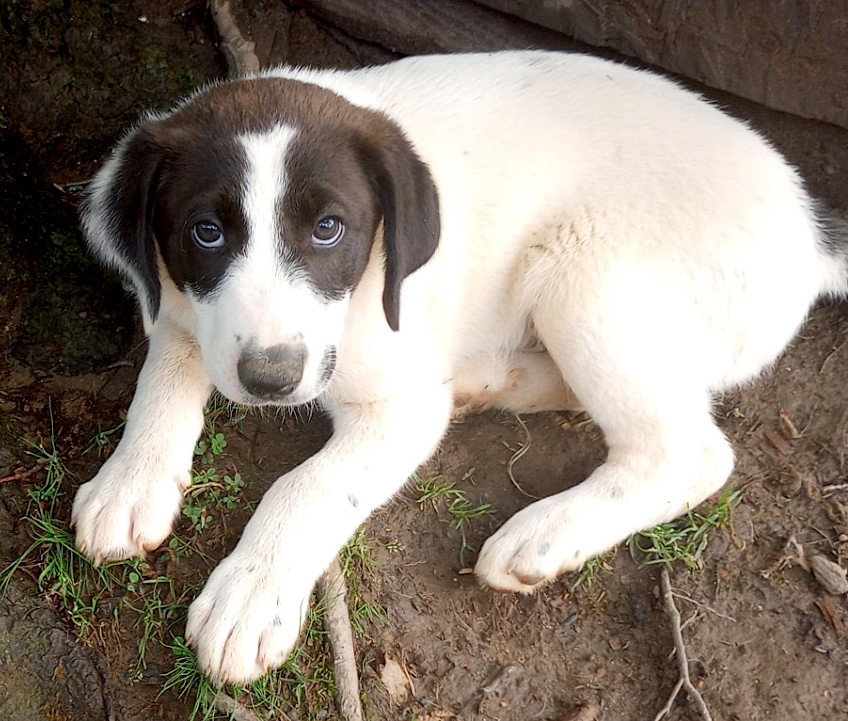 Dog for Adoption - Fatbat, Rowdy & Spunky, a Labrador Retriever in ...