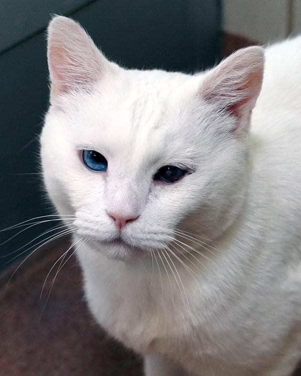 Cats for Adoption in Vallejo, California | Alpha Paw