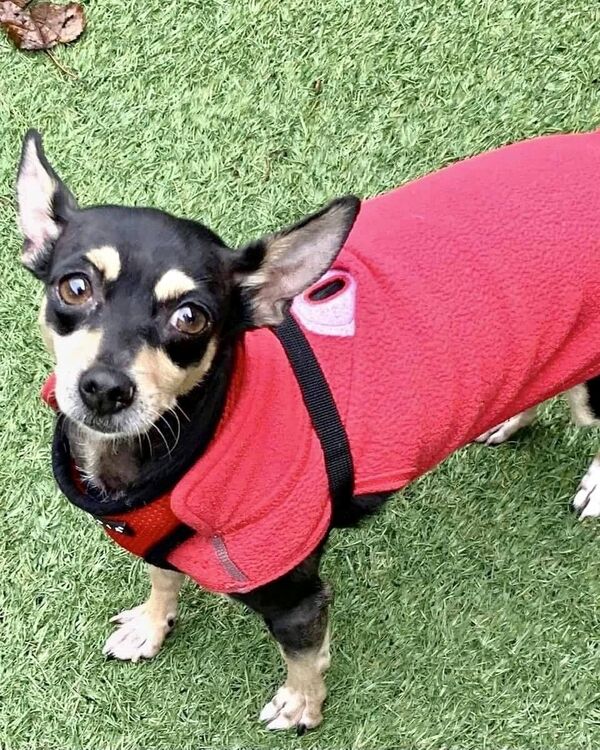 Dog for Adoption - Sadie 280662, a Chihuahua in Hayward, CA | Alpha Paw