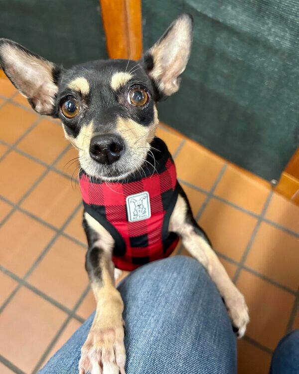 Dog for Adoption - Sadie 280662, a Chihuahua in Hayward, CA | Alpha Paw