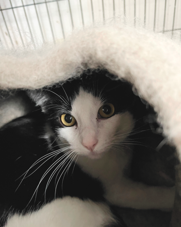 Cats for Adoption in Contra Costa County, California | Alpha Paw