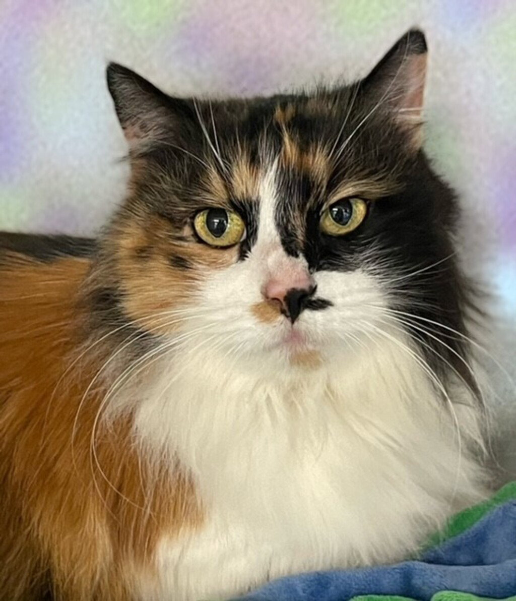 Cats for Adoption in Dixon, California | Alpha Paw