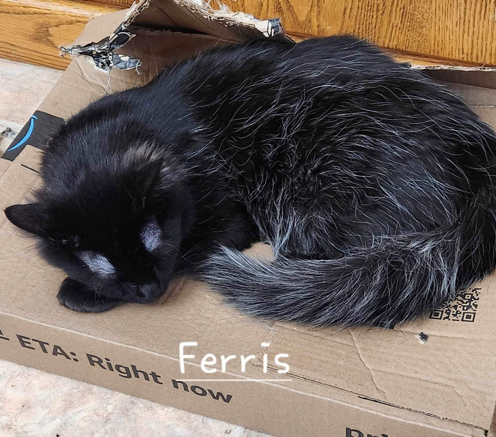 Cat adoption in Detroit Lakes, MN 56501: Domestic Short Hair (short ...