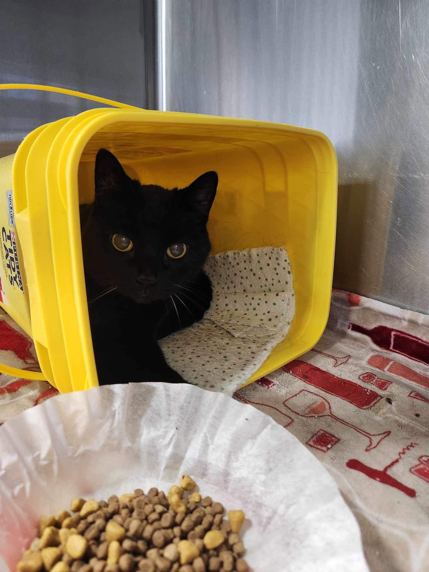 Cat adoption in Detroit Lakes, MN 56501: Domestic Short Hair (short ...