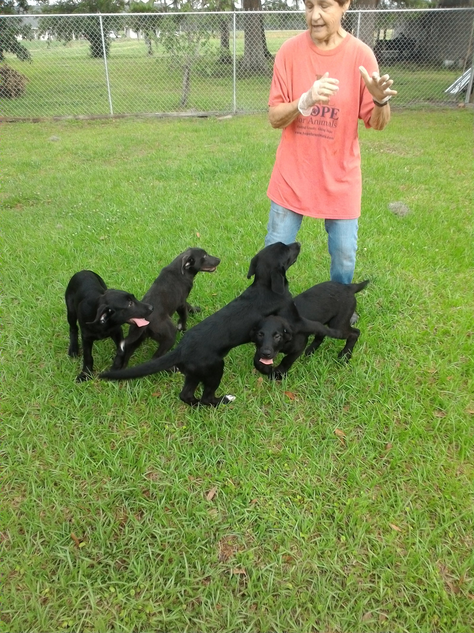 Dog for Adoption - Lab Puppies, a Black Labrador Retriever in ...