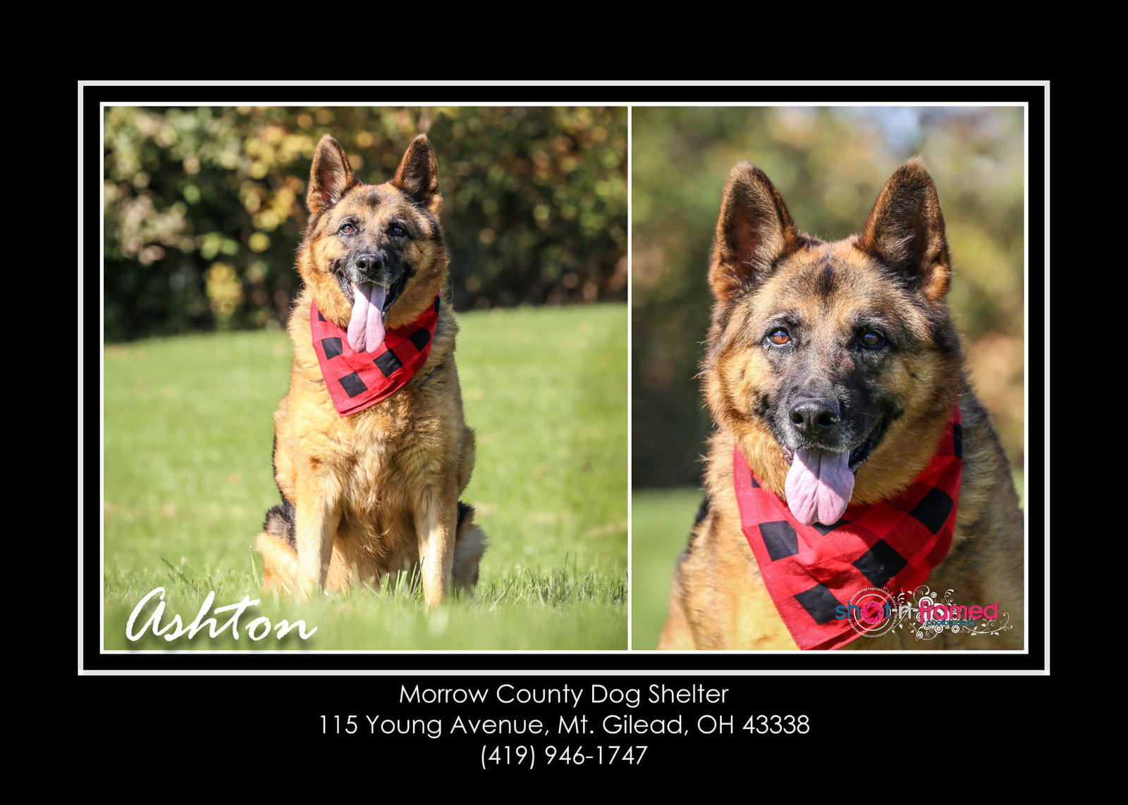 Dog for Adoption - Ashton Rescue Only (GSD), a German Shepherd Dog in ...