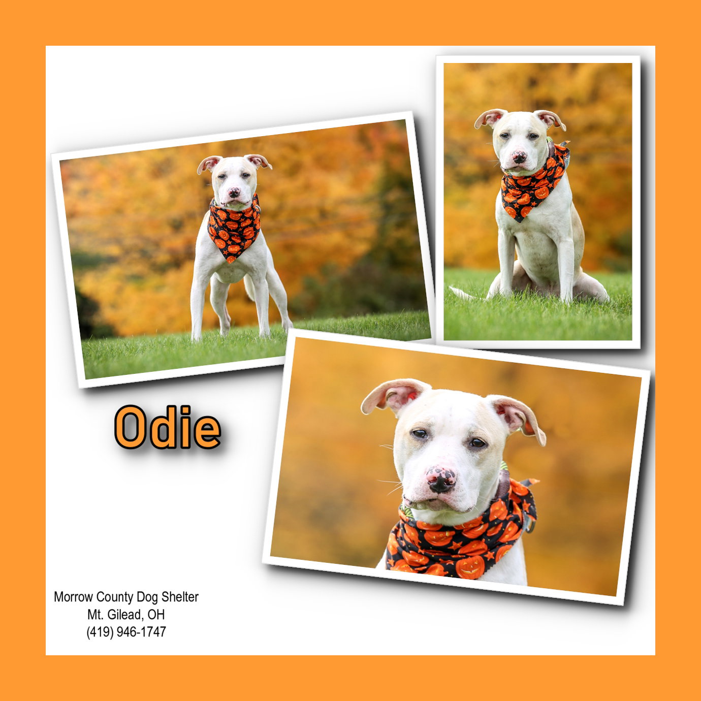 Dog for Adoption - Odie, a American Pit Bull Terrier in Columbus, OH ...