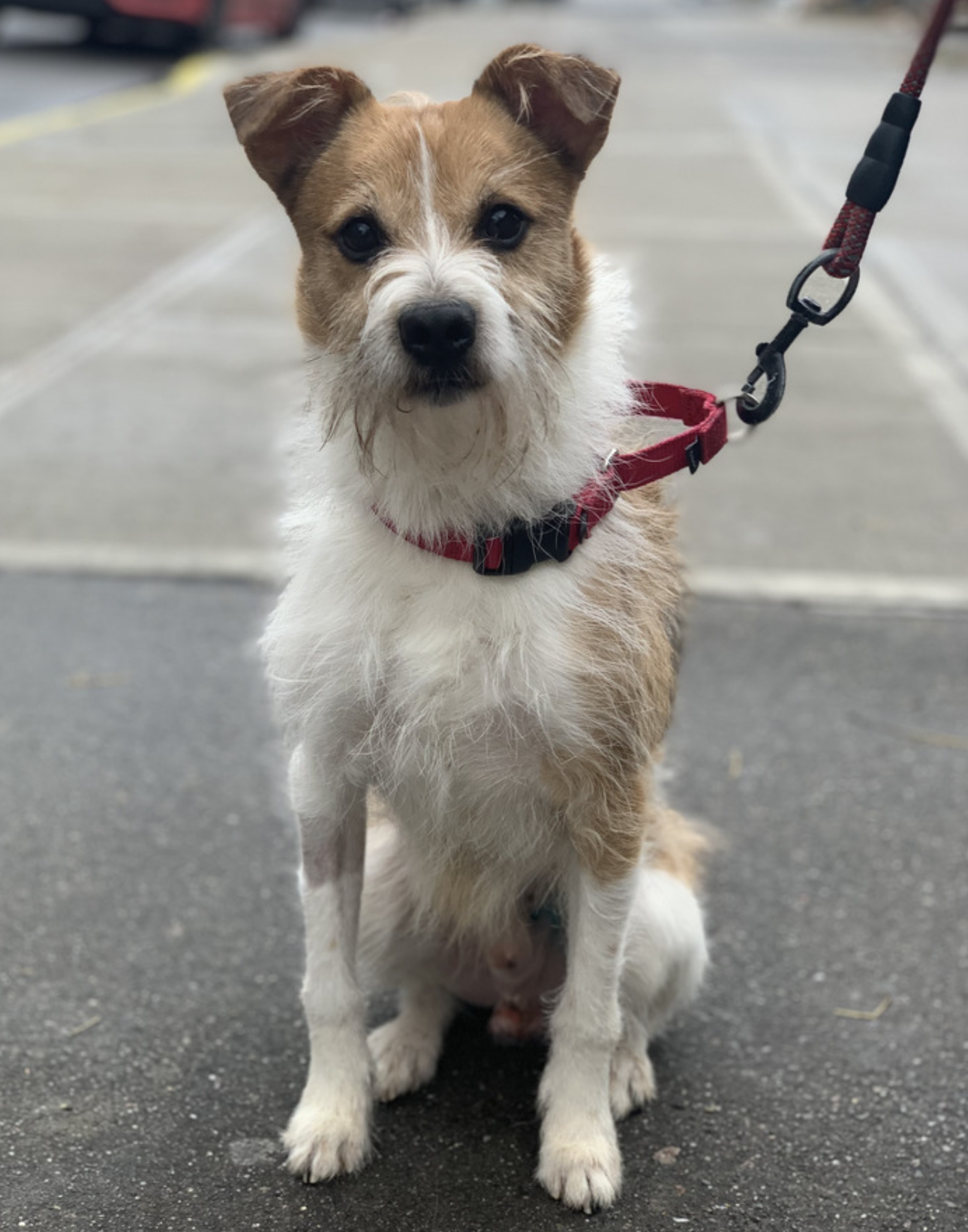 Dog for Adoption - Jack, a Jack Russell Terrier in North Adams, MA ...
