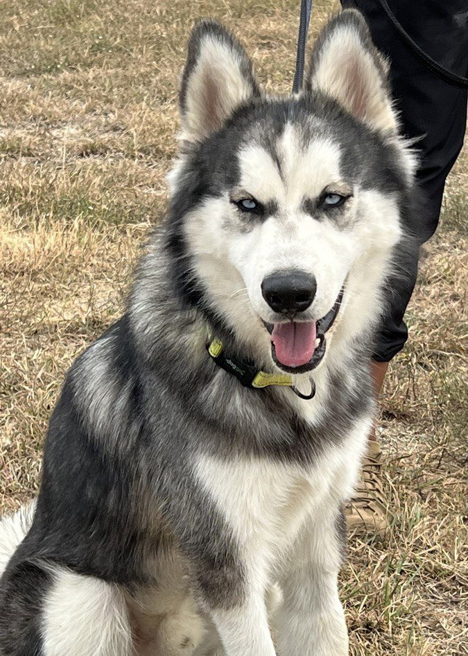 Dog for Adoption - Miso, a Siberian Husky in Fort Worth, TX | Alpha Paw