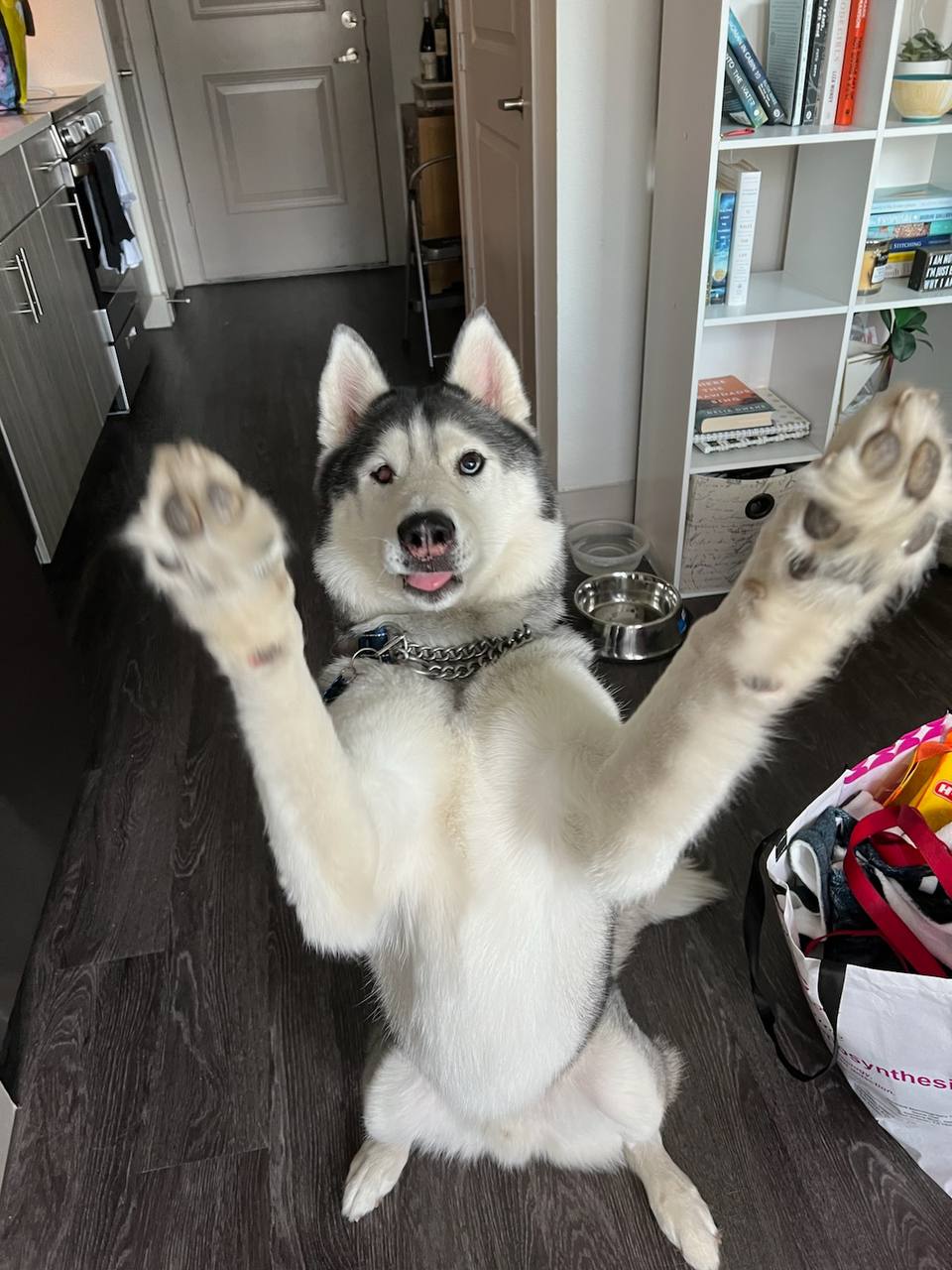 Dog for Adoption - Cyclops (Cy), a Siberian Husky in Wise County, TX ...