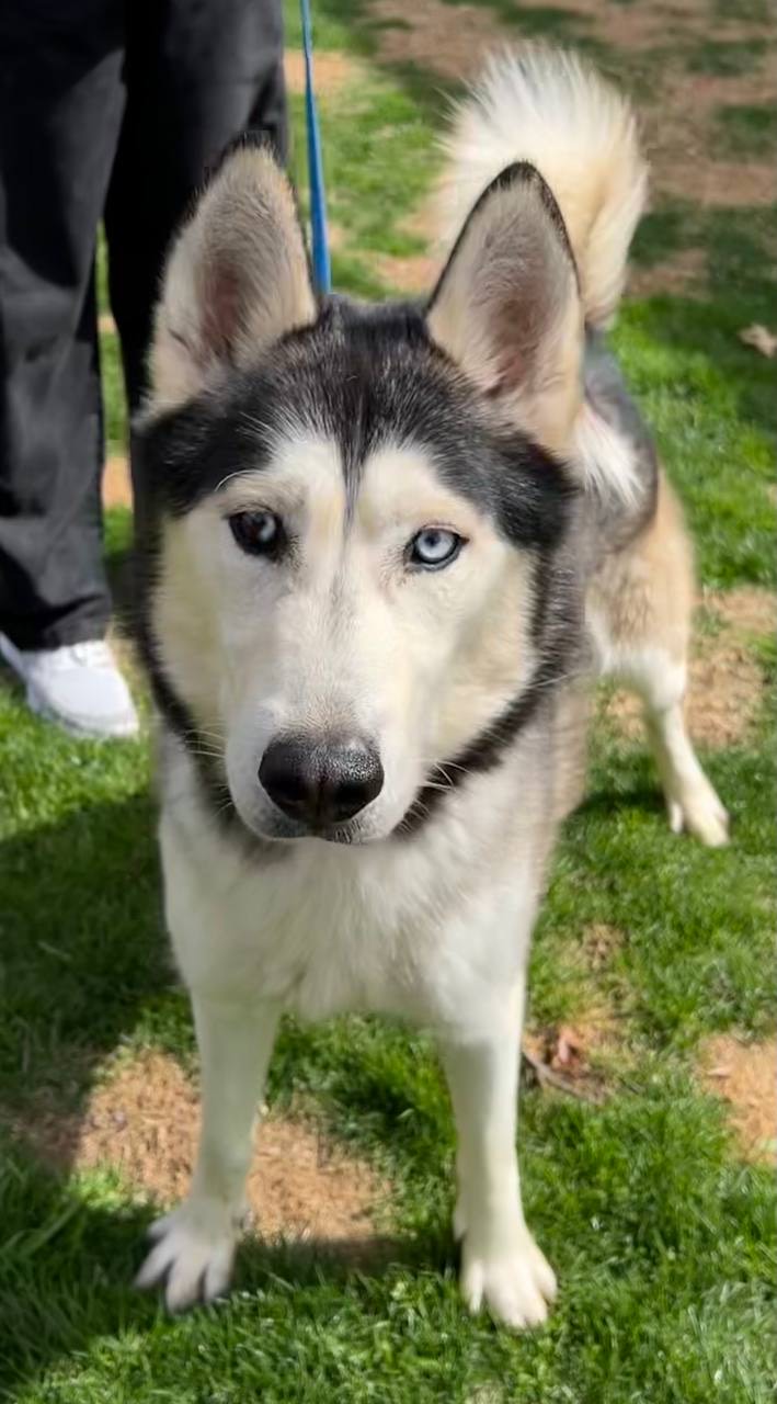 Dog for Adoption - Hank, a Siberian Husky in Oak Leaf, TX | Alpha Paw