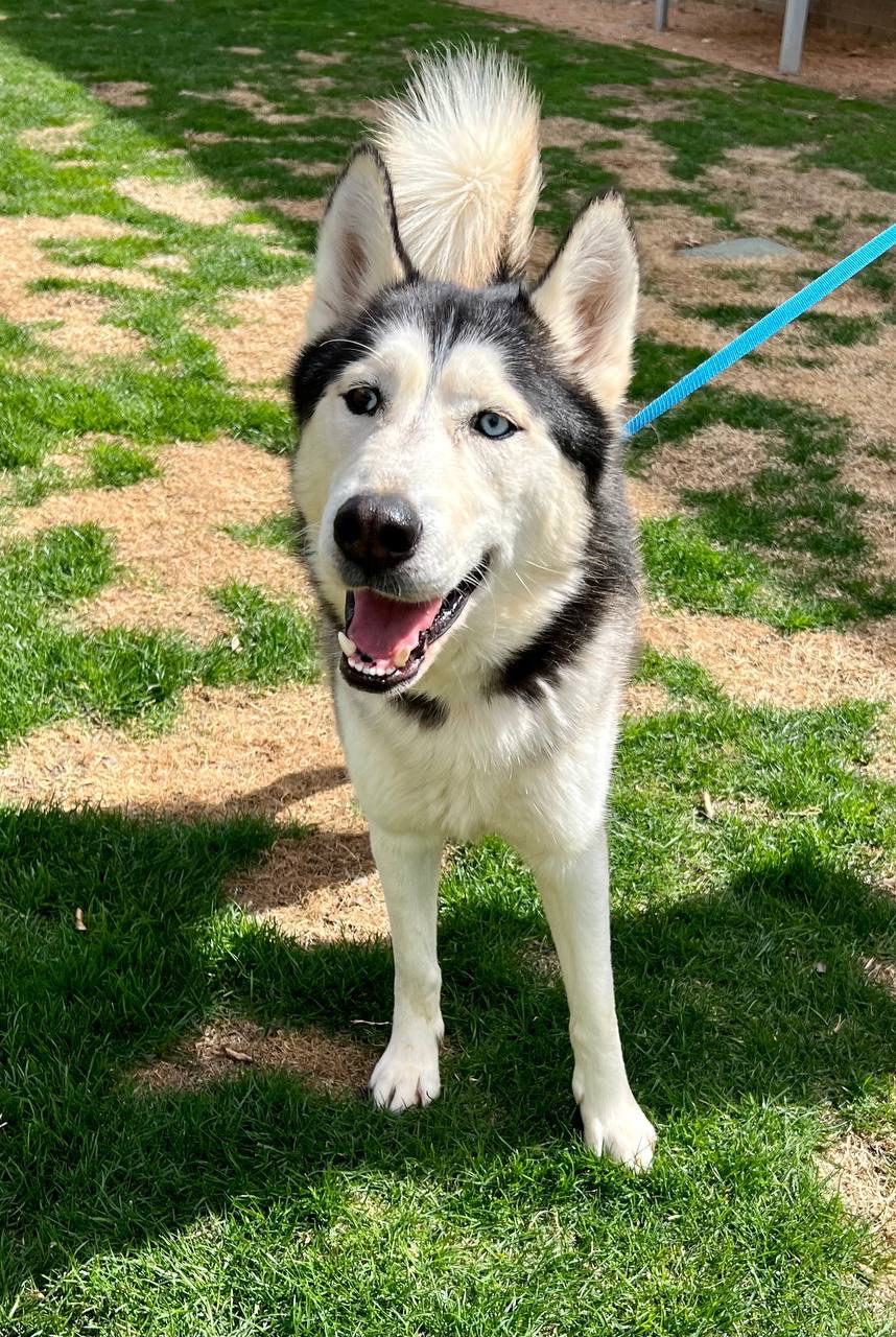Dog for Adoption - Hank, a Siberian Husky in Oak Leaf, TX | Alpha Paw