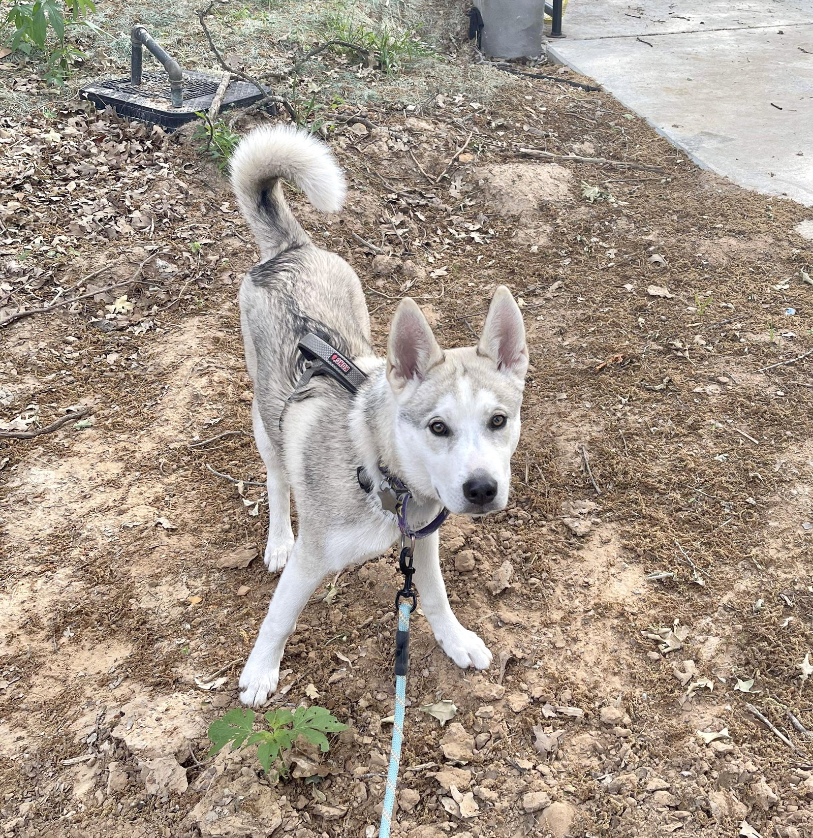 Dog for Adoption - Nikita, a Siberian Husky in Haslet, TX | Alpha Paw