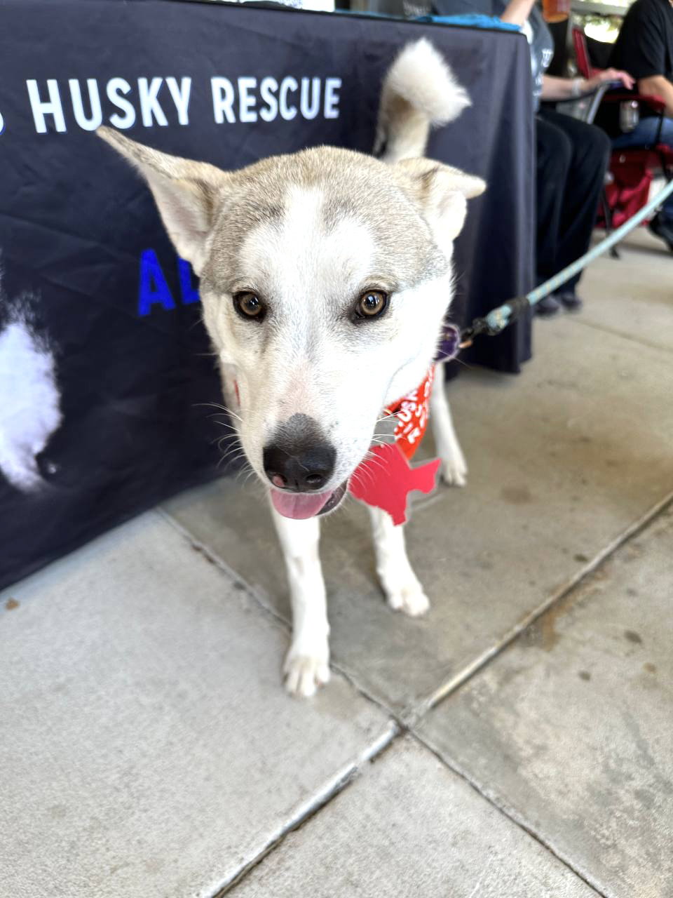 Dog for Adoption - Nikita, a Siberian Husky in Haslet, TX | Alpha Paw