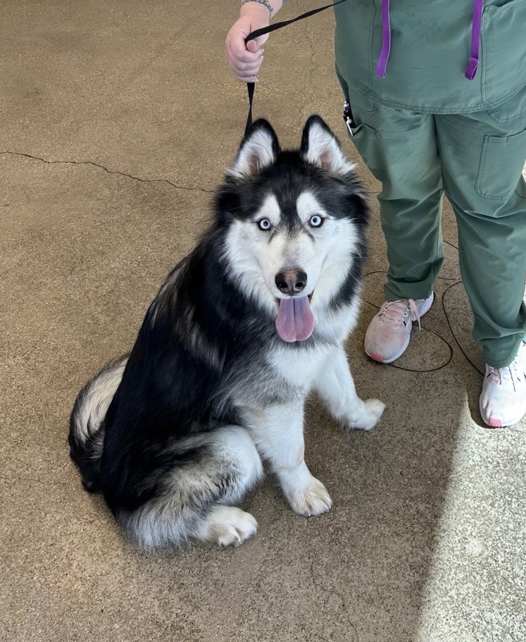 Dog for Adoption - Snow, a Siberian Husky in Terrell, TX | Alpha Paw