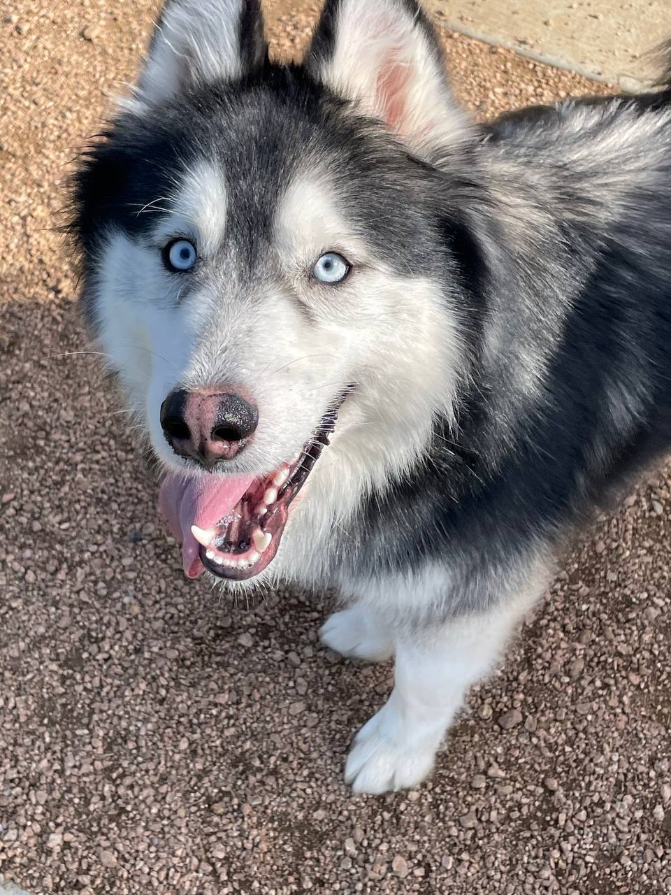 Dog for Adoption - Snow, a Siberian Husky in Terrell, TX | Alpha Paw