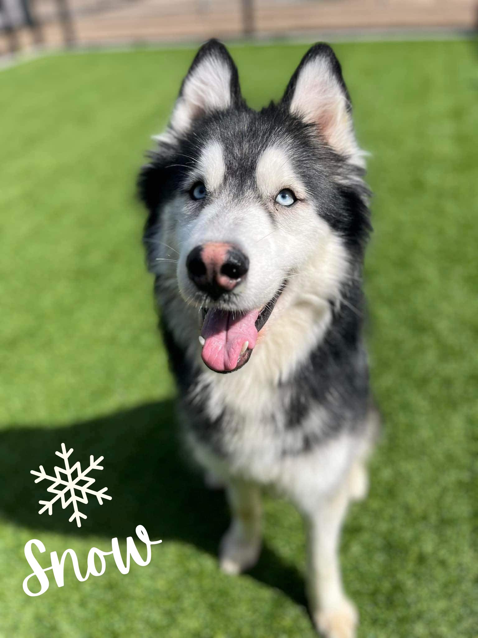 Dog for Adoption - Snow, a Siberian Husky in Terrell, TX | Alpha Paw