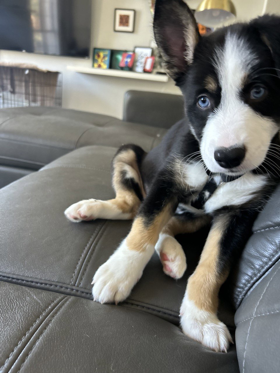 Dog adoption in Carrollton, TX 75011: Siberian Husky / Mixed (medium ...