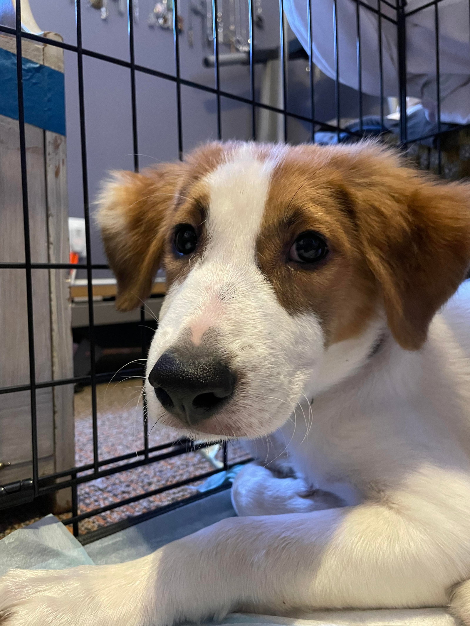 Dog for Adoption - JESSIE, a Collie in Springfield, MA | Alpha Paw