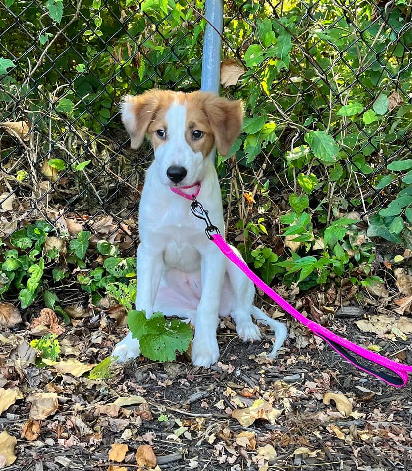 Dog for Adoption - JESSIE, a Collie in Springfield, MA | Alpha Paw