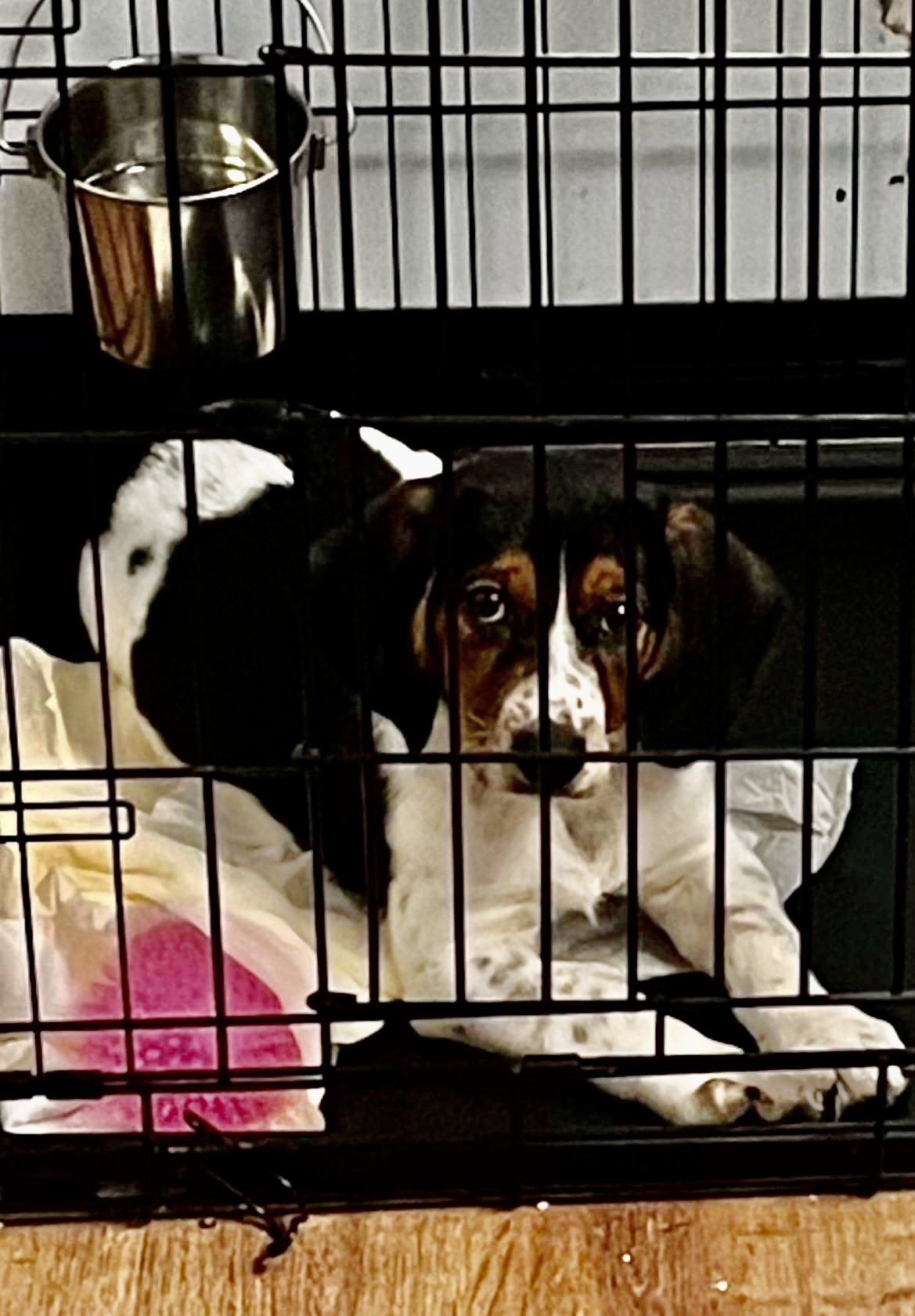 Dog for Adoption - RUBY, a Basset Hound in Fairfield, CT | Alpha Paw