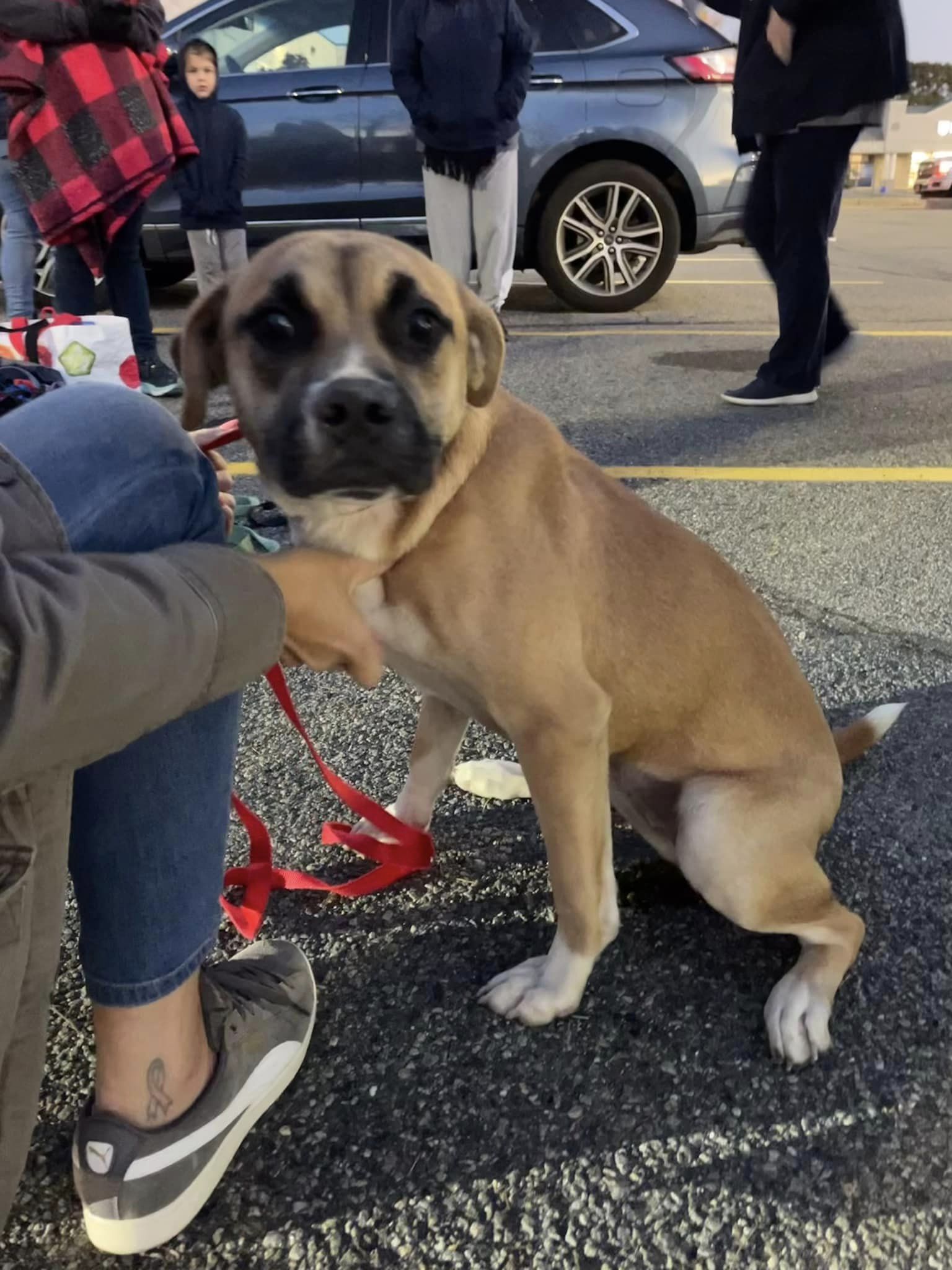 Dog for Adoption - HALLE BERRY, a Labrador Retriever in New Haven ...
