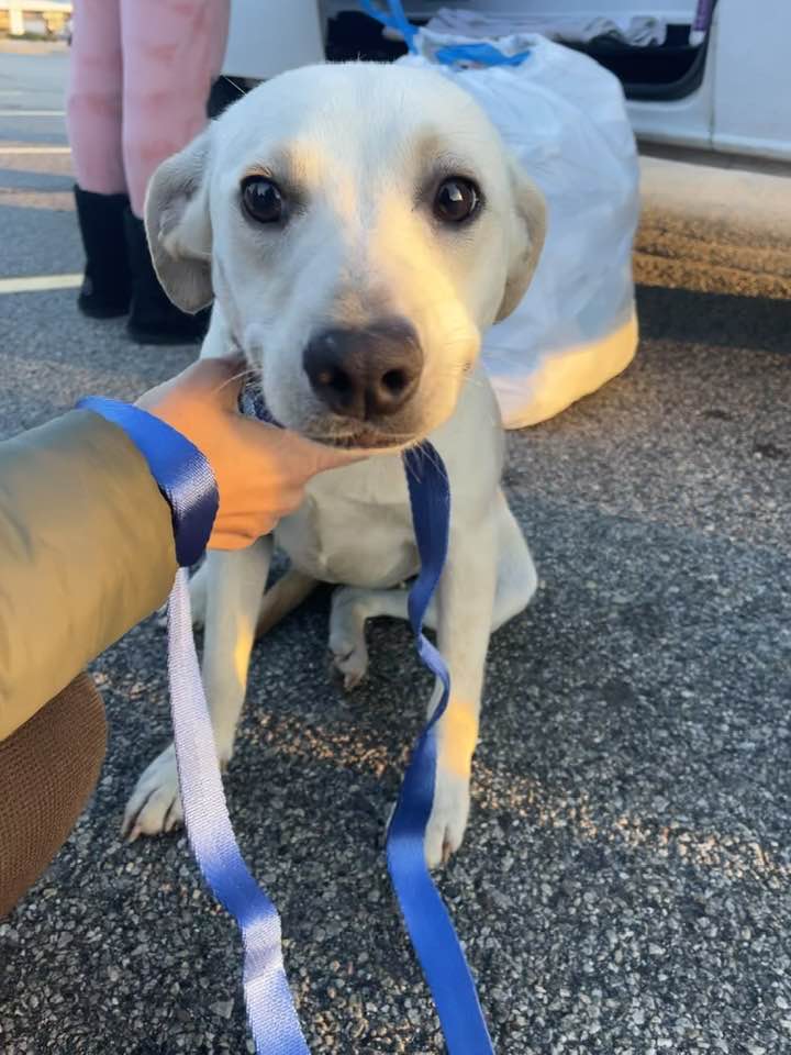 Dog for Adoption - TILLY, a Basset Hound in Southold, NY | Alpha Paw