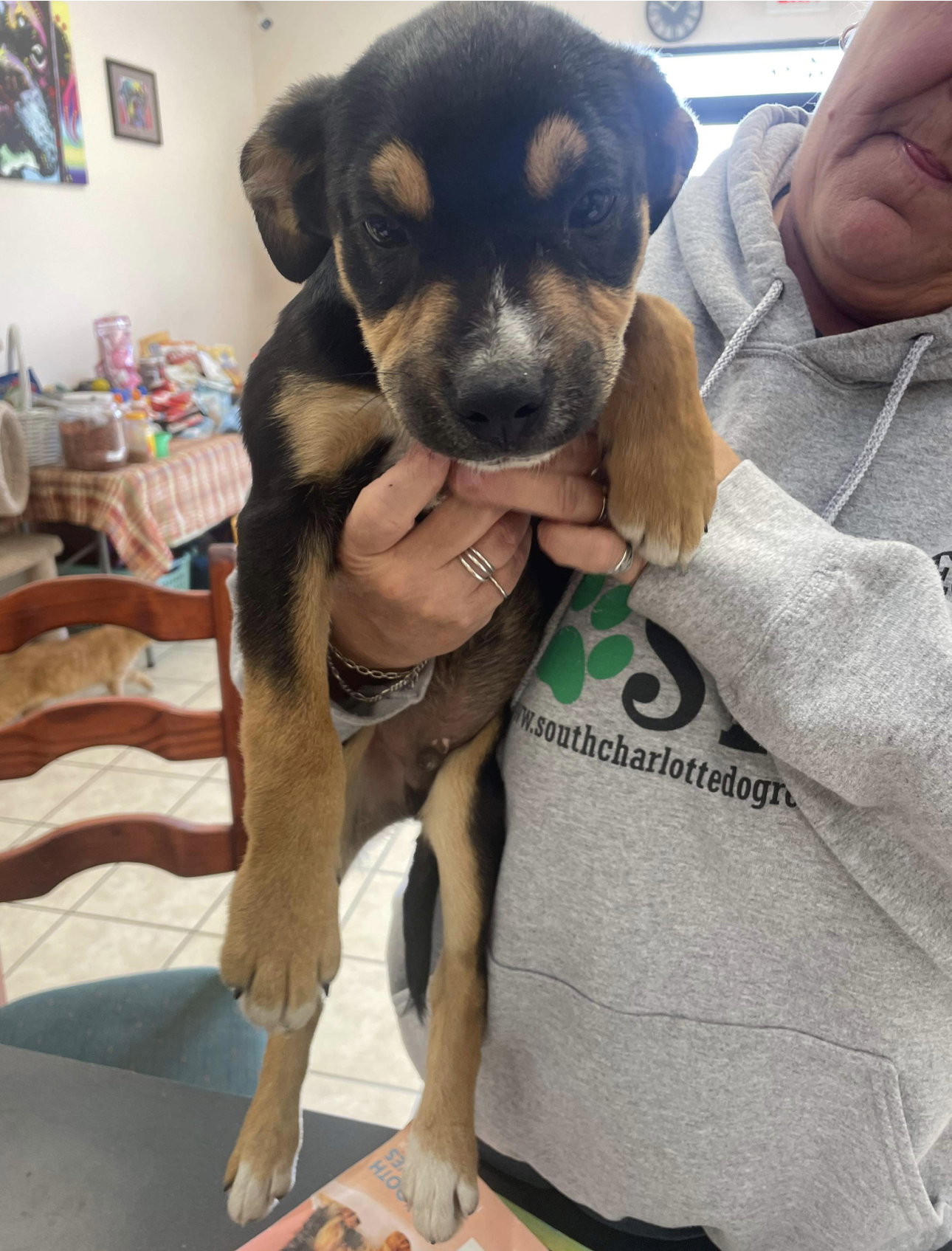 Dog for Adoption - JEREMY, a Shepherd in Southold, NY | Alpha Paw