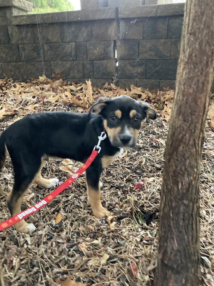 Dog for Adoption - JEREMY, a Shepherd in Southold, NY | Alpha Paw