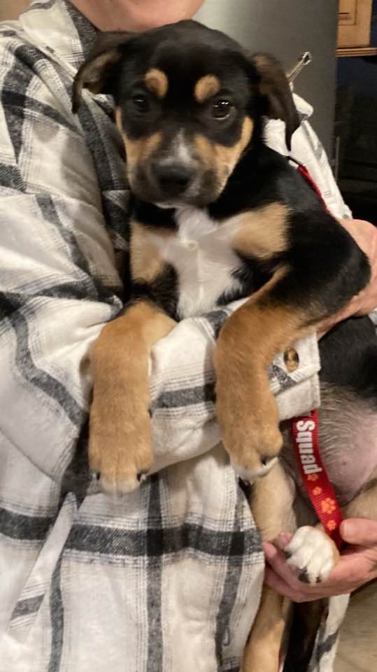 Dog for Adoption - JEREMY, a Shepherd in Southold, NY | Alpha Paw